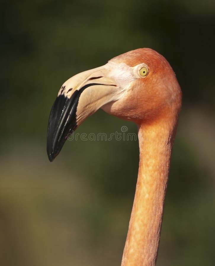Famingo head octies stock image. Image of aviary, grace - 29591745