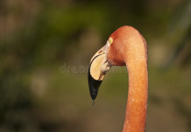 Famingo head quater stock image. Image of orange, bird - 29591747