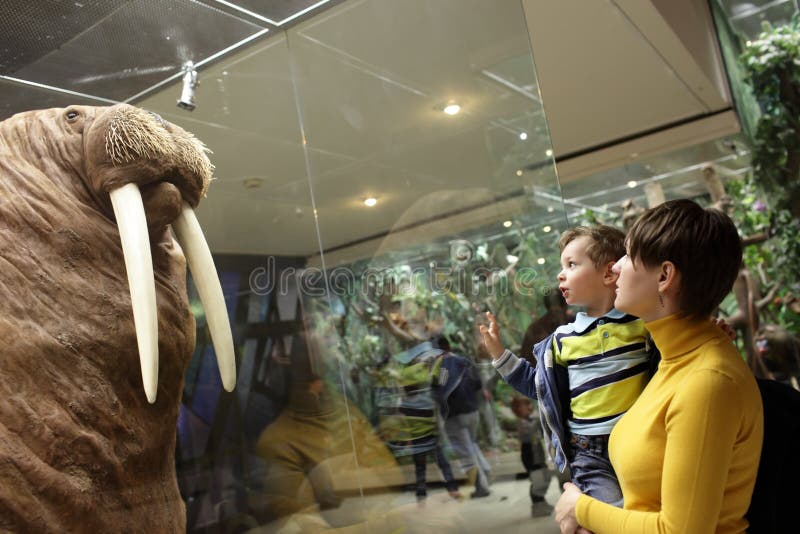 Famiy looking at walrus stock image. Image of face, care - 42112903