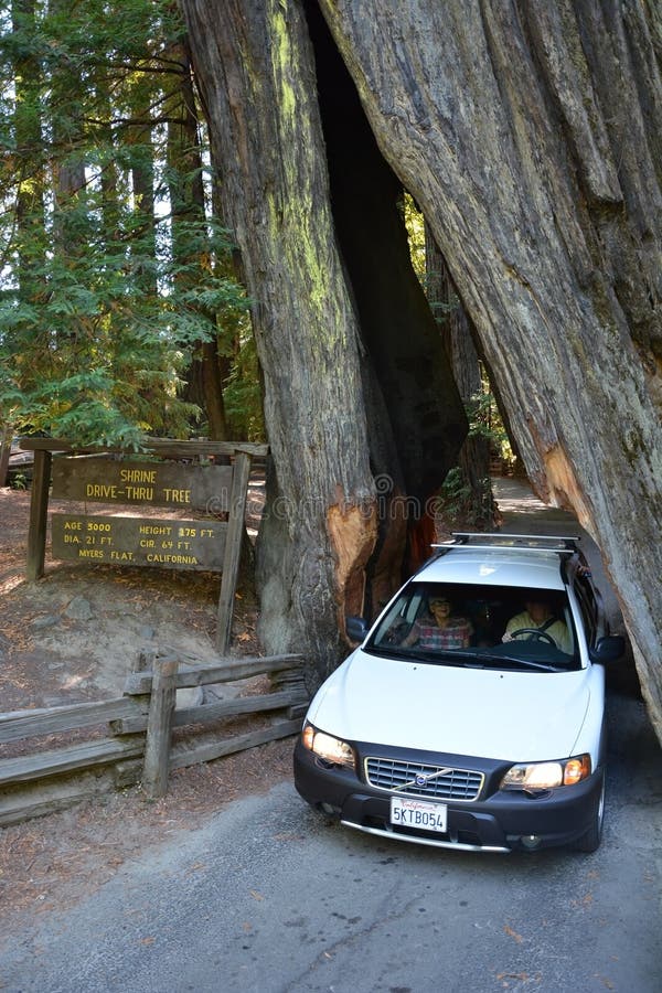 10,129 Famous Tree Trunk Stock Photos - Free & Royalty-Free Stock ...