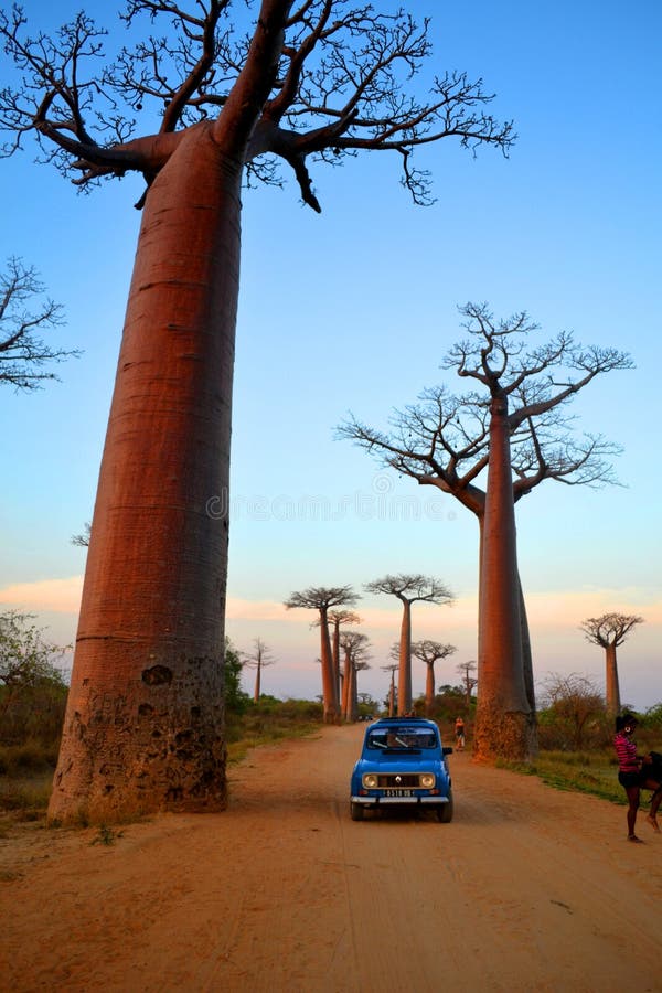 Nature of Madagascar editorial image. Image of colorful - 191983260