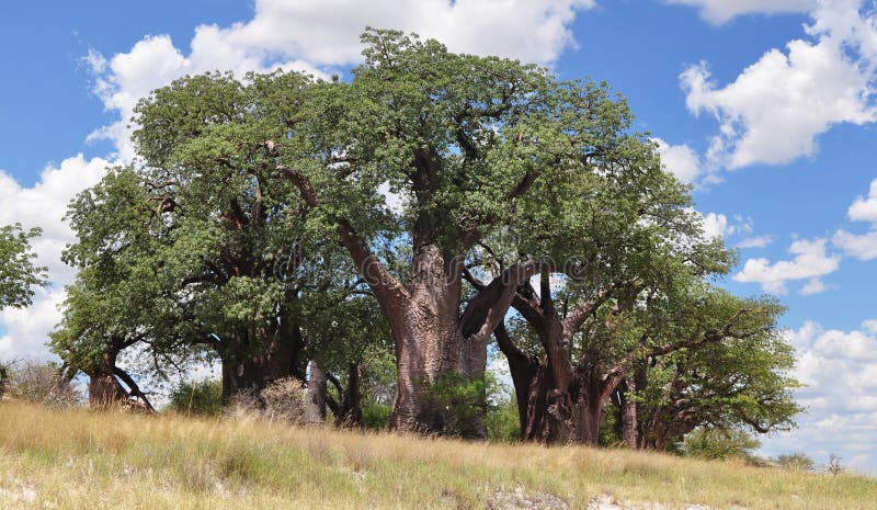Baobab Tree in Musina National Park,South Africa Stock Photo - Image of ...