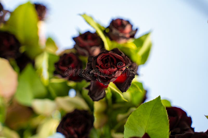 Kara Gül Png Stock Photos - Free & Royalty-Free Stock Photos from ...