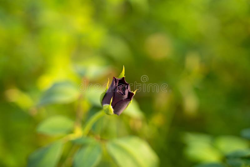 The Famous Black Rose in Halfeti District of Sanliurfa Stock Photo ...