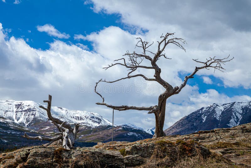 The Famous Burmis Tree in Crowsnest Pass, Alberta Stock Photo - Image ...