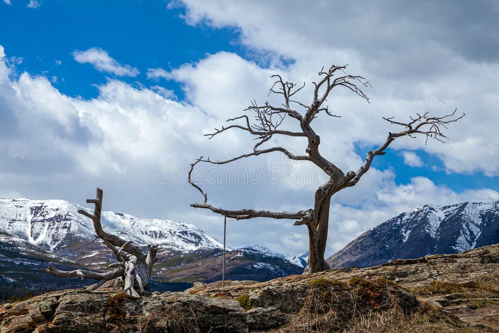 The Famous Burmis Tree in Crowsnest Pass, Alberta Stock Photo - Image ...