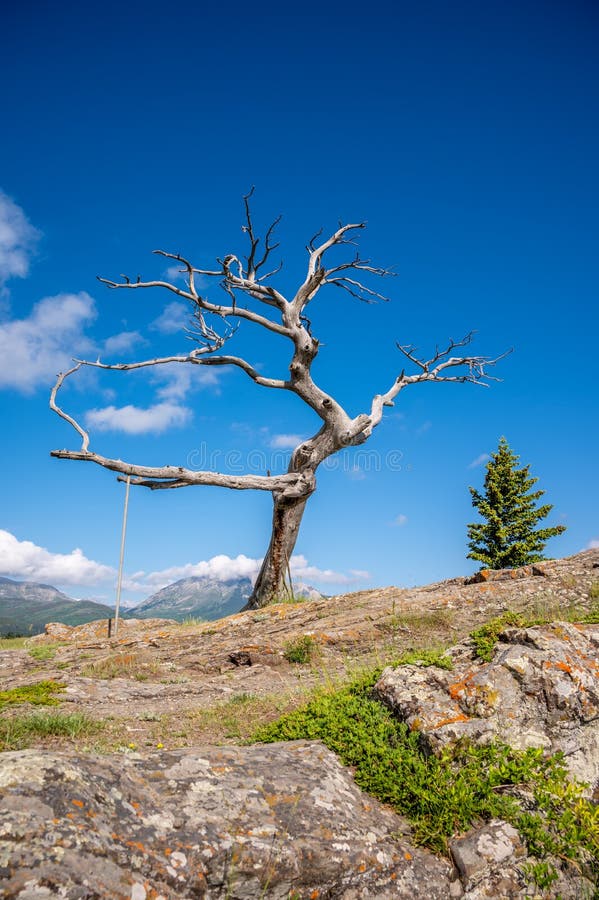 Burmis Tree in Crowsnest Pass, Alberta Stock Photo - Image of landscape ...