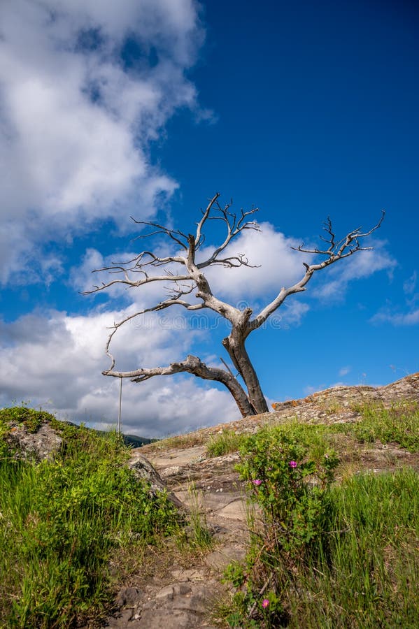 Burmis Tree in Crowsnest Pass, Alberta Stock Image - Image of hill ...