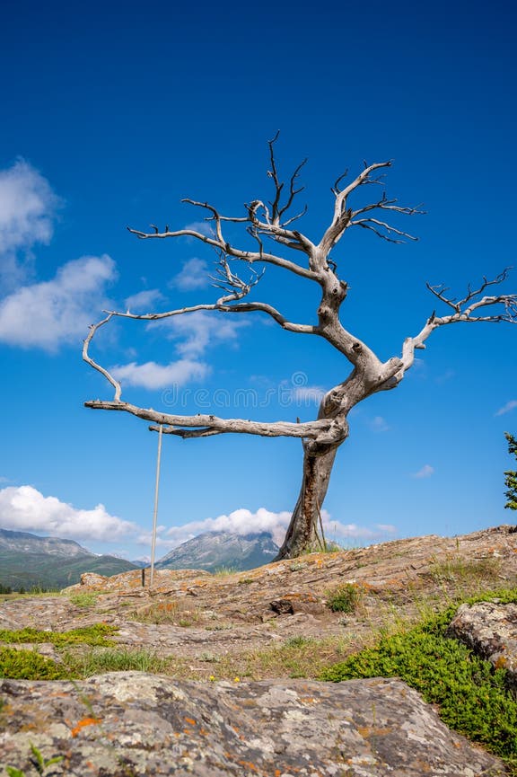 Burmis Tree in Crowsnest Pass, Alberta Stock Image - Image of pass ...