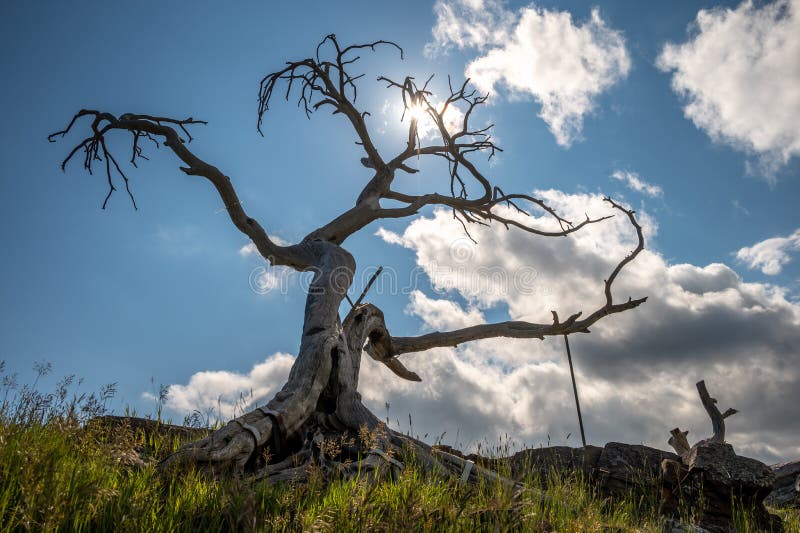 Burmis Tree in Crowsnest Pass, Alberta Stock Image - Image of hill ...