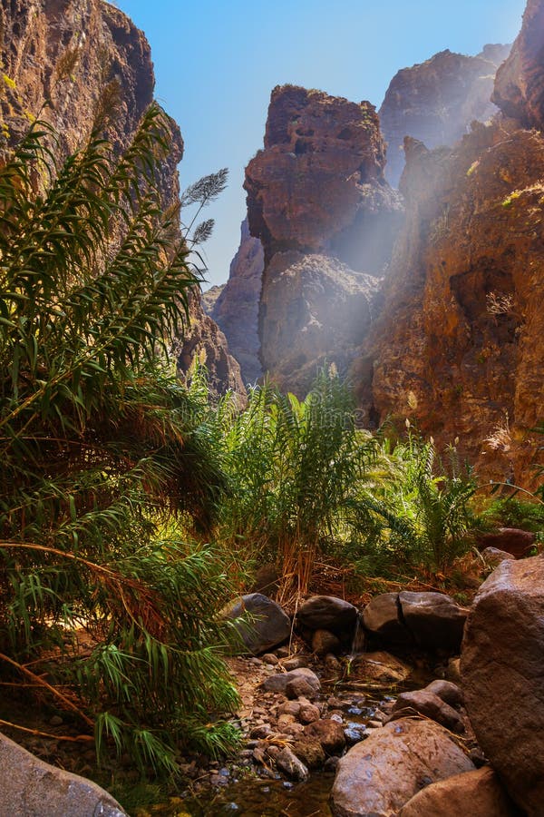 Famous Canyon Masca at Tenerife - Canary Stock Image - Image of flower ...