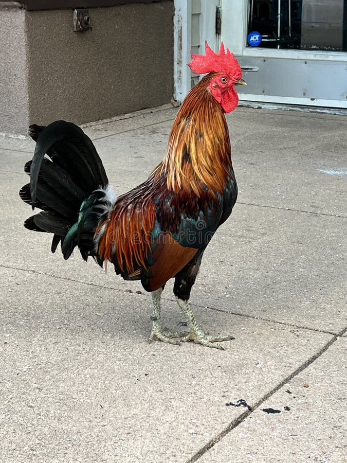 Key West Chicken stock photo. Image of bird, famous - 253867922