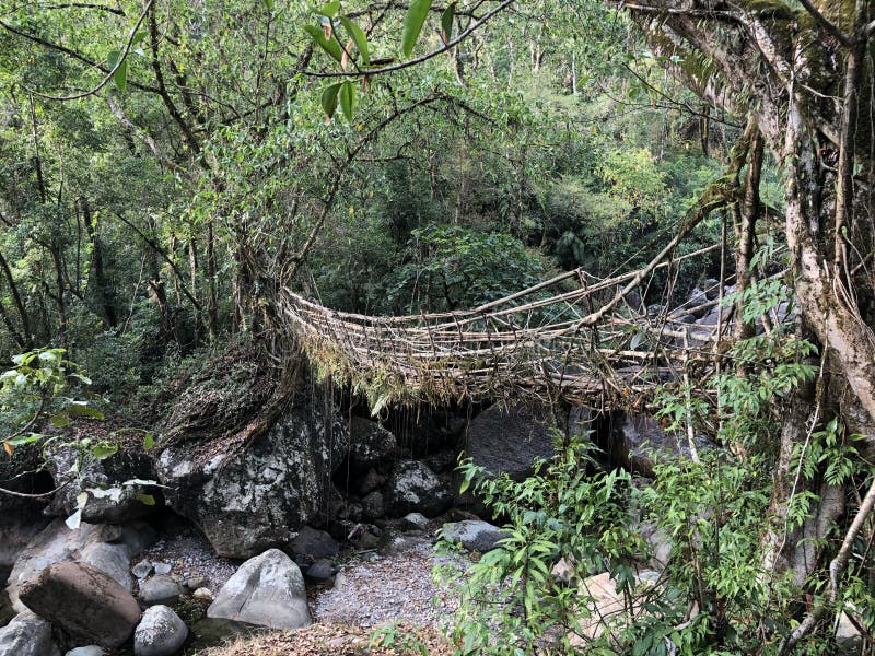 Living Root Bridge of India Stock Photo - Image of mawlynnong ...
