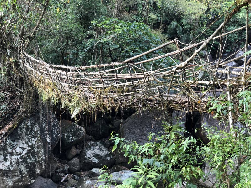 Double Storey Living Root Bridge Stock Photo - Image of forest, asia ...