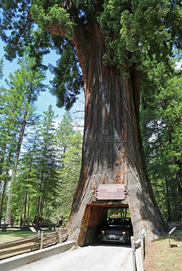 Driving under tree editorial photography. Image of stem - 170320617