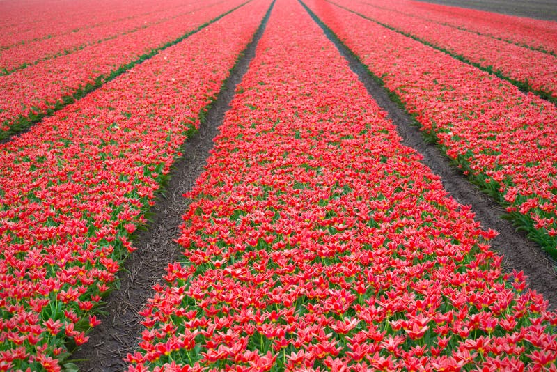 Dutch flower fields stock photo. Image of holland, famous - 137415256