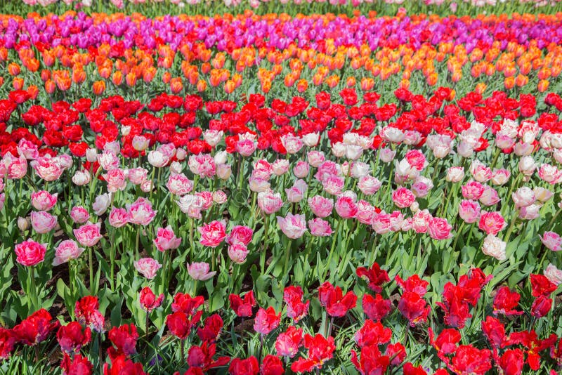 Famous Dutch tulip fields stock image. Image of agriculture - 207354409