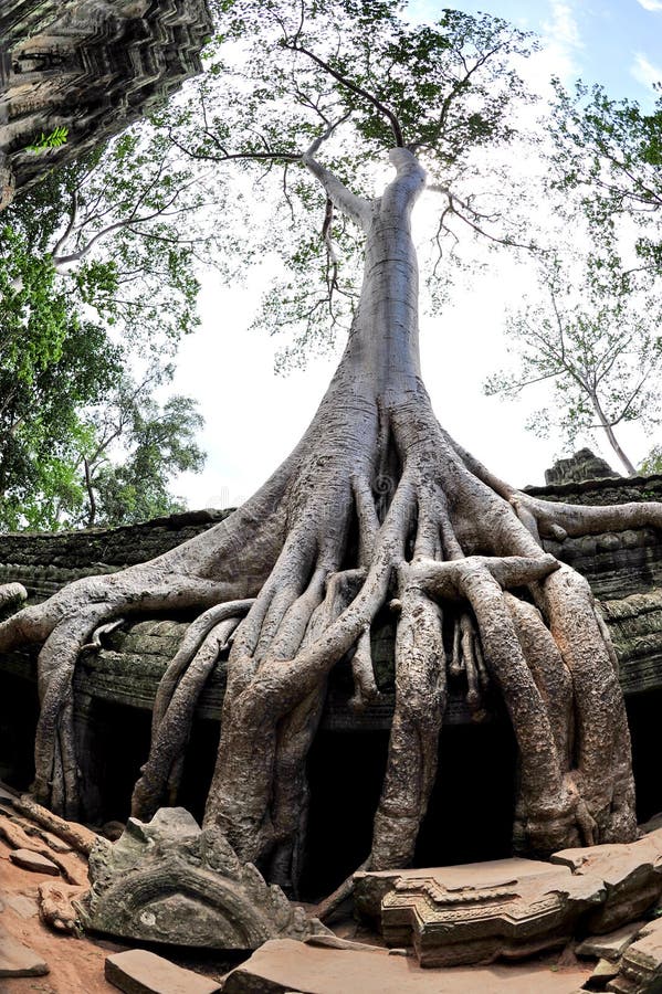 Famous Fig Tree on Wall of Ta Prohm Temple Stock Image - Image of ...
