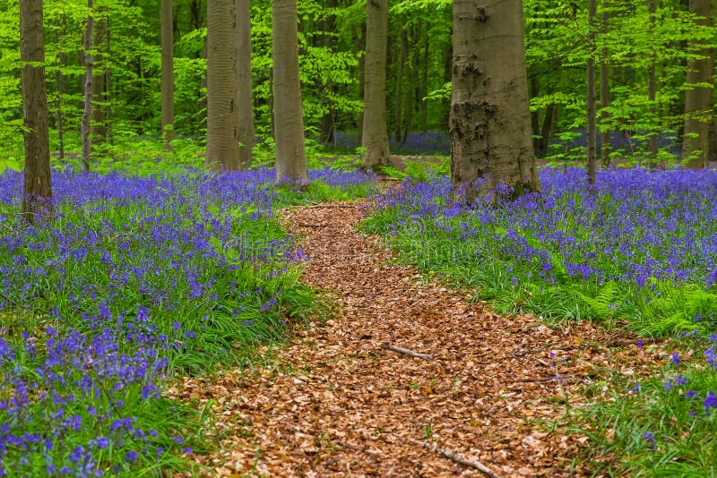 Famous Forest Hallerbos in Brussels Belgium Stock Image - Image of ...