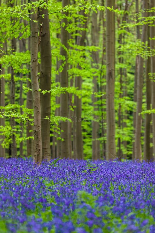 Famous Forest Hallerbos in Brussels Belgium Stock Image - Image of ...