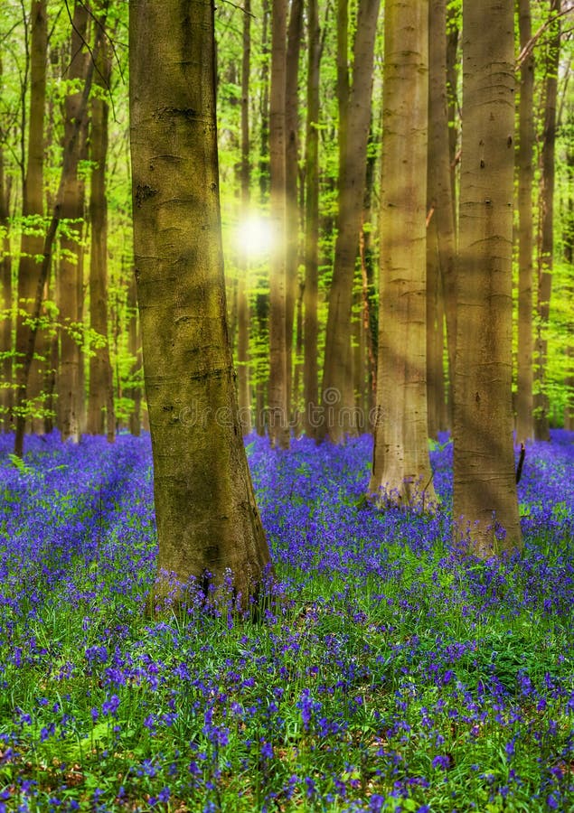 Famous Forest Hallerbos in Brussels Belgium Stock Photo - Image of ...
