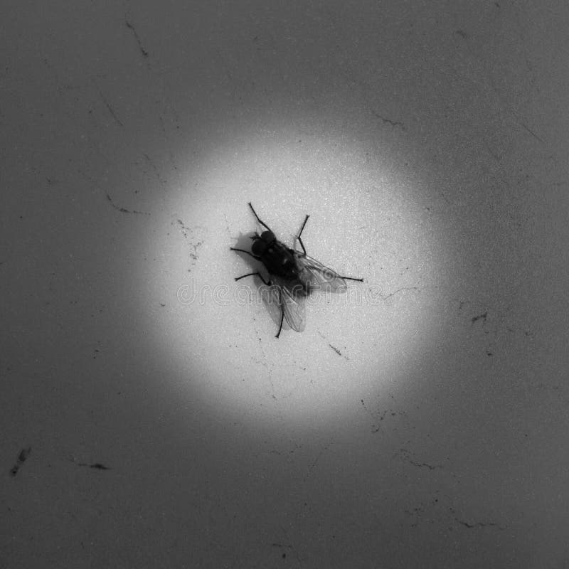 Famous stock image. Image of insects, life, famous, flies - 71064991