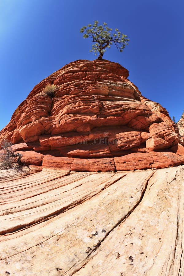 The famous Jumping Tree stock image. Image of lens, hobby - 20503587