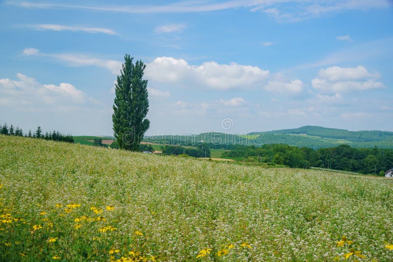 Ken & Mary Tree, a Large Poplar Tree. Famous Spot in Biei Town Stock ...