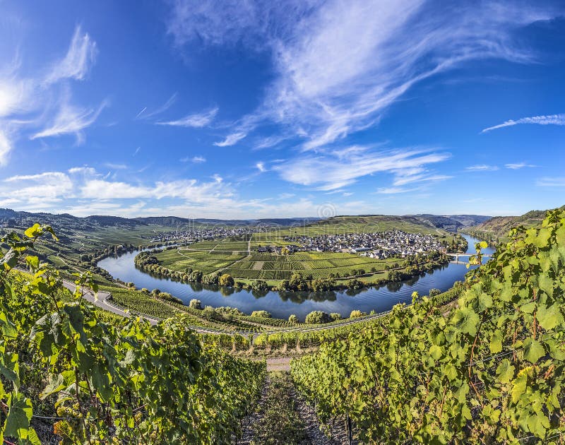 Famous Moselle River Loop in Trittenheim Stock Image - Image of autumn ...