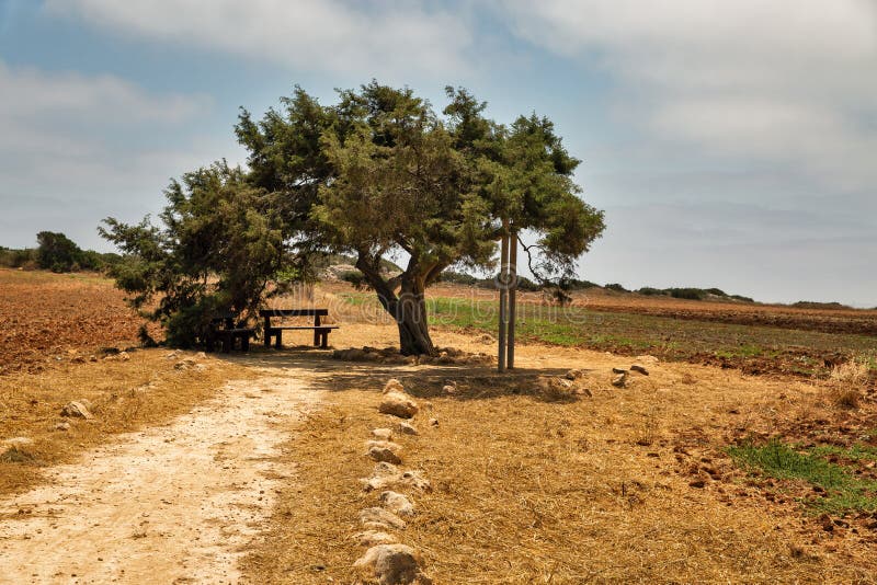 Famous Old Juniper Tree of Lovers in Ayia Napa, Cyprus Stock Image ...