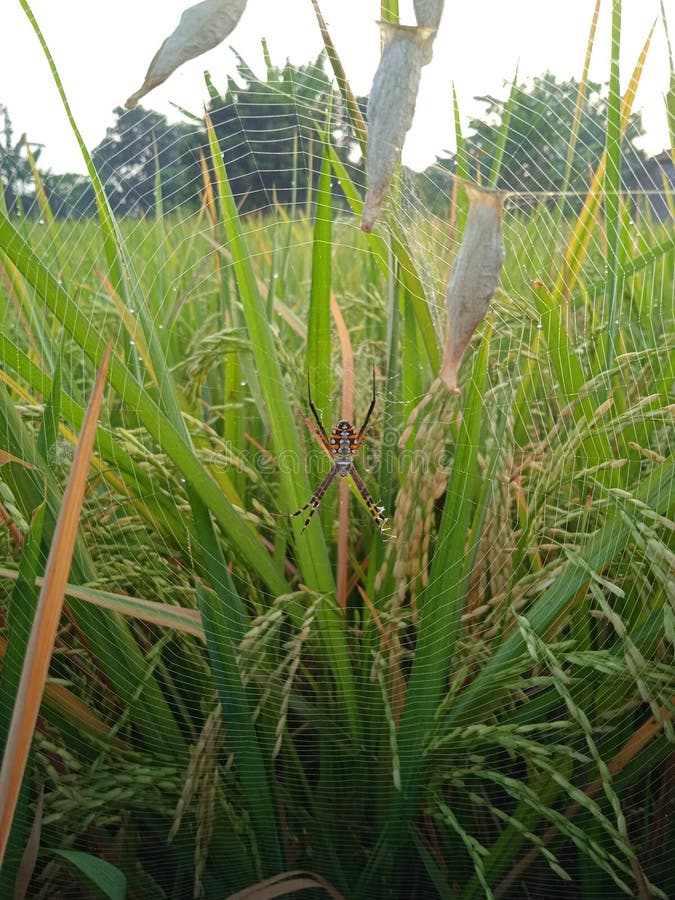 Palican Spider Species Stock Photos - Free & Royalty-Free Stock Photos ...