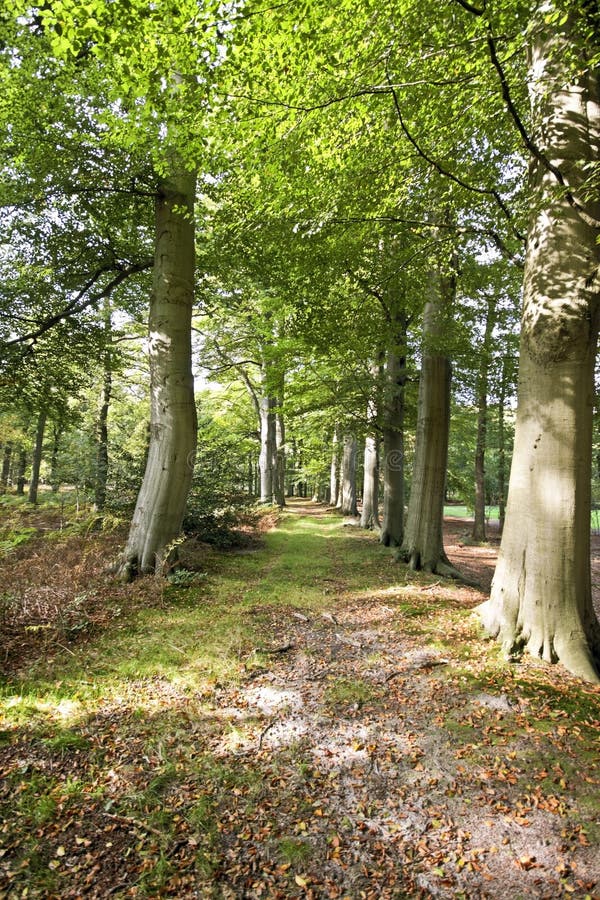 Famous Pathway: Juliana Laantje Stock Photo - Image of fall, woods ...