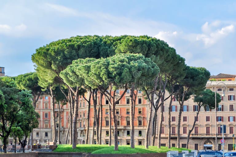 Famous Pine Trees in Rome, Italy Editorial Image - Image of city, foro ...