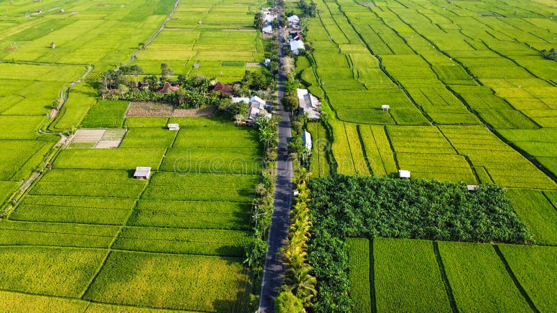 The Famous Rice Fields of Bali, Indonesia, Seen from Above Stock Image ...