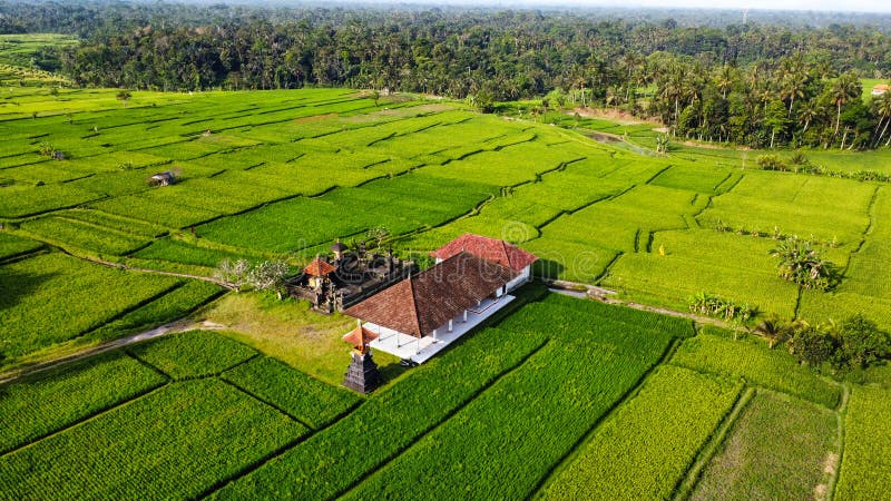 The Famous Rice Fields of Bali, Indonesia, Seen from Above Stock Photo ...