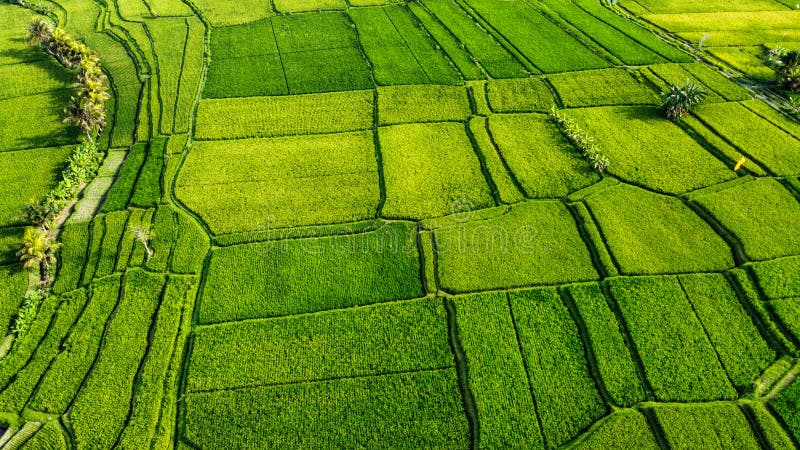 The Famous Rice Fields of Bali, Indonesia, Seen from Above Stock Image ...