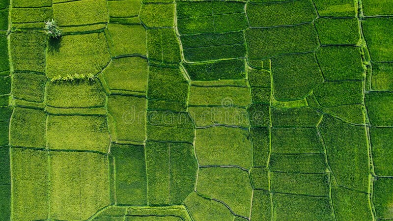 The Famous Rice Fields of Bali, Indonesia, Seen from Above Stock Photo ...