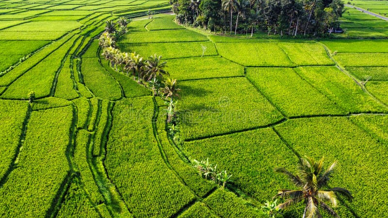 The Famous Rice Fields of Bali, Indonesia, Seen from Above Stock Image ...