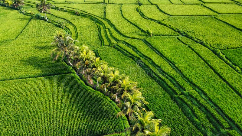 The Famous Rice Fields of Bali, Indonesia, Seen from Above Stock Image ...