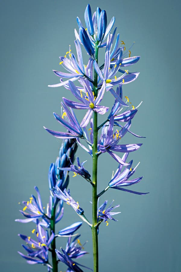 Famous Spring Flower in Bloom Stock Image - Image of wild, fence: 41568011