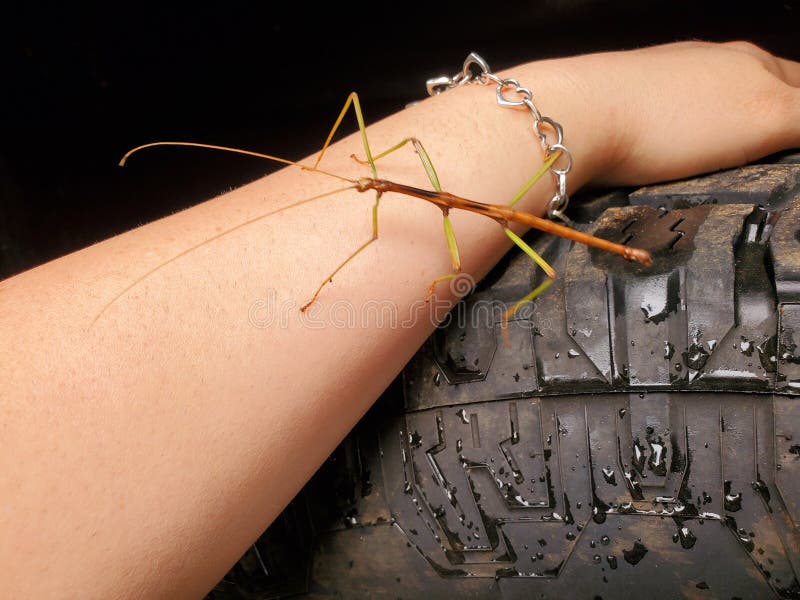 Famous Stick Bug Cool Insect Stock Photo - Image of famous, stick ...
