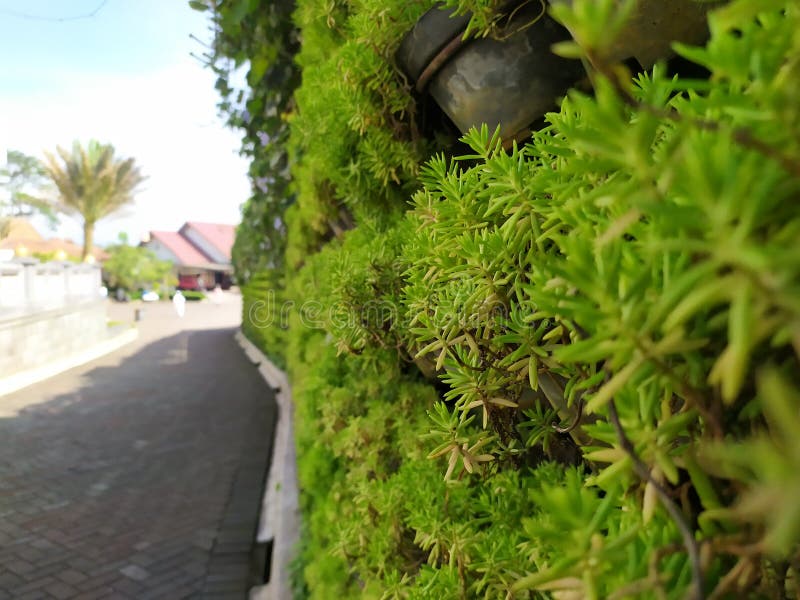 FAMOUS STREET BEAUTIFUL PLANT Stock Photo - Image of branch, shrub ...