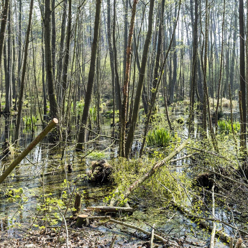 Famous Swamp Area in Usedom Stock Photo - Image of leaves, coastal ...