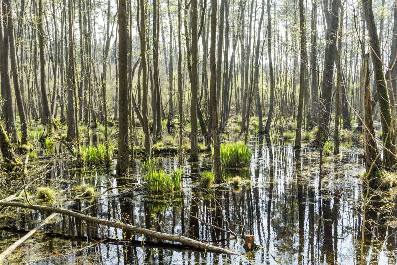Famous Swamp Area in Usedom Stock Photo - Image of ueckeritz, nature ...
