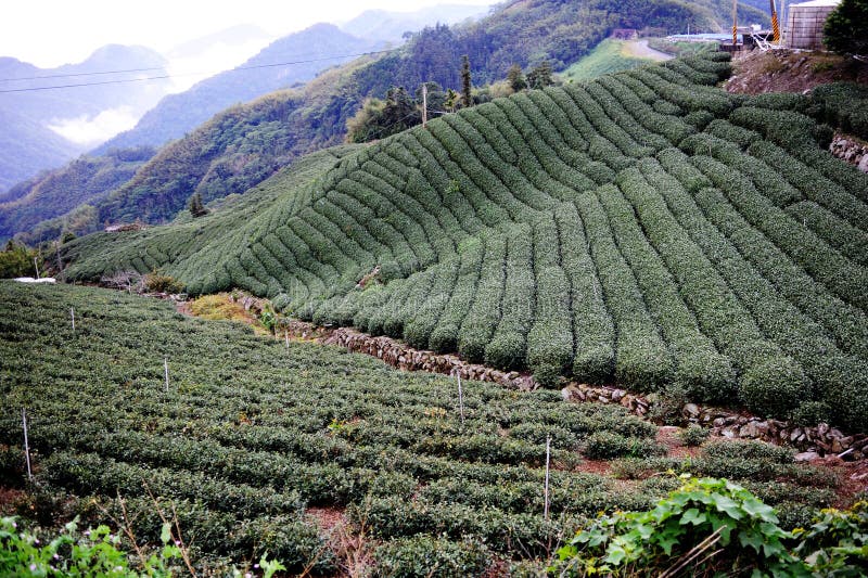 Famous taiwan tea farm stock image. Image of travel, chinese - 30471619