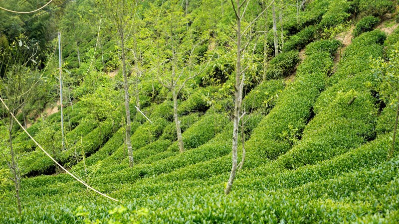 Famous taiwan tea farm stock image. Image of alishan - 39816947