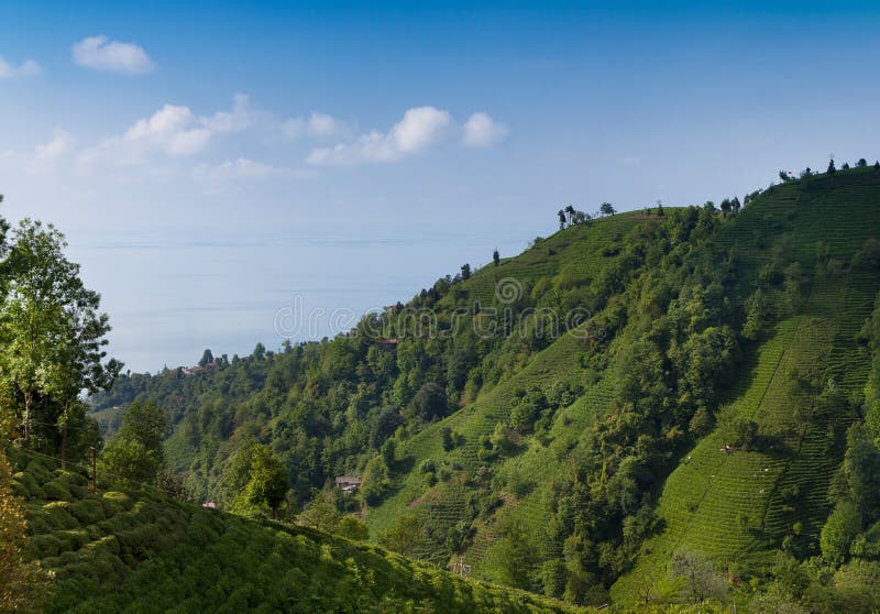 Famous, Tea fields stock photo. Image of north, farmland - 105611792