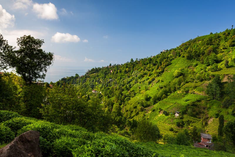 Famous, Tea fields stock photo. Image of ecology, plant - 105611900