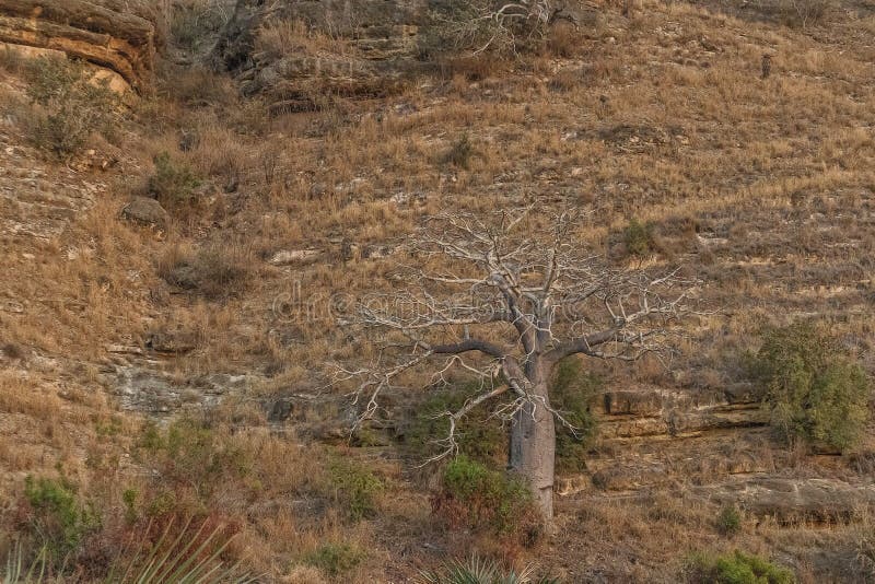 Famous Tree of Africa. Baobab. Angola. Stock Image - Image of sunny ...