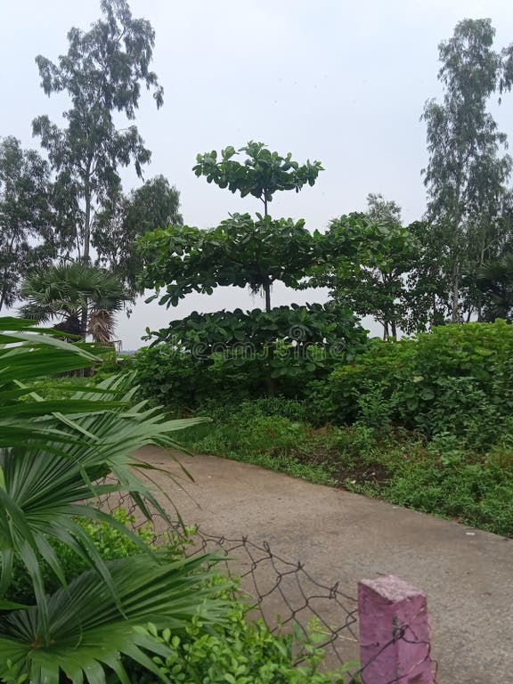 This a Famous Tree in the World Stock Photo - Image of world, famous ...